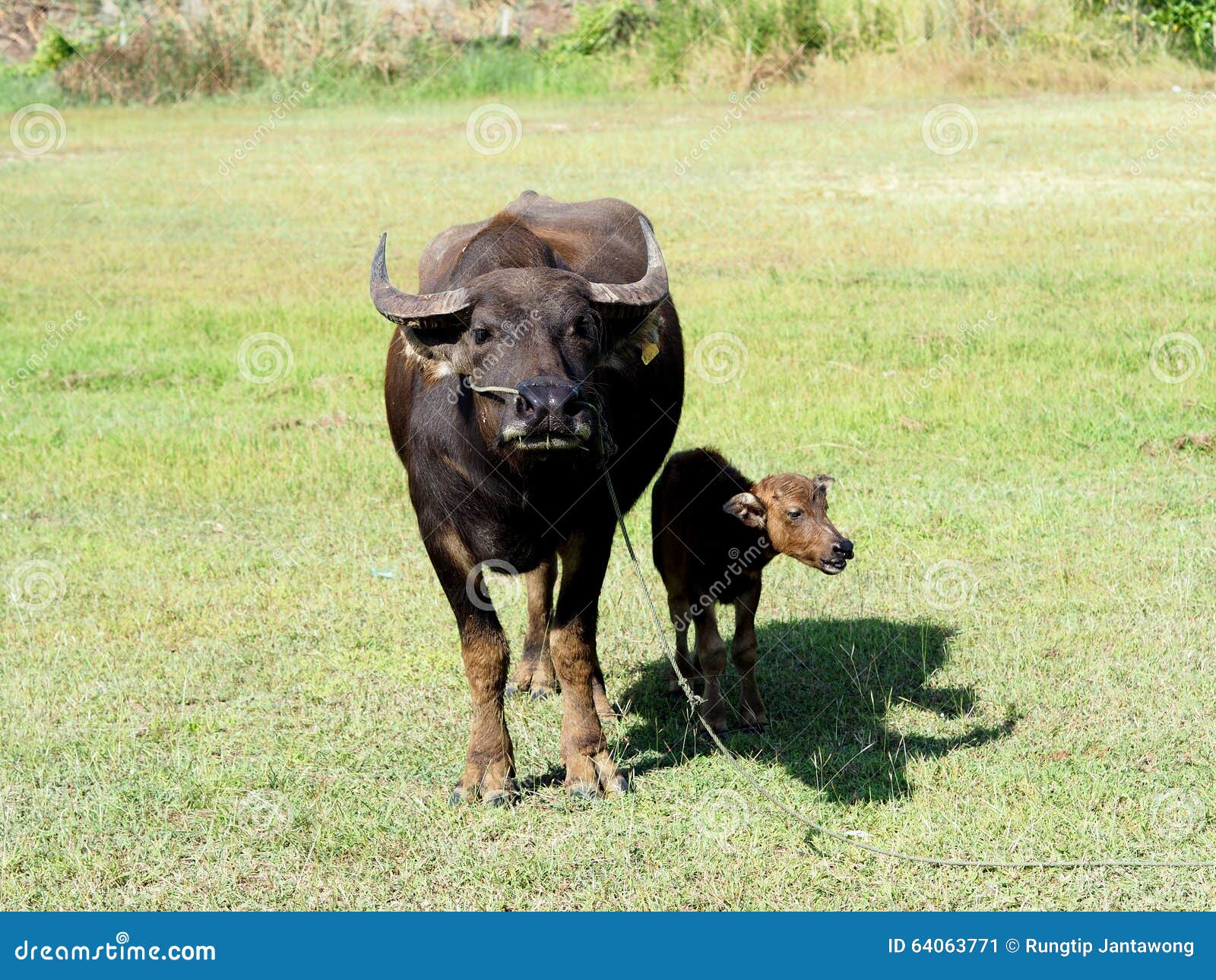Small Buffalo with His Mother Standing on Green Grass Stock Image ...