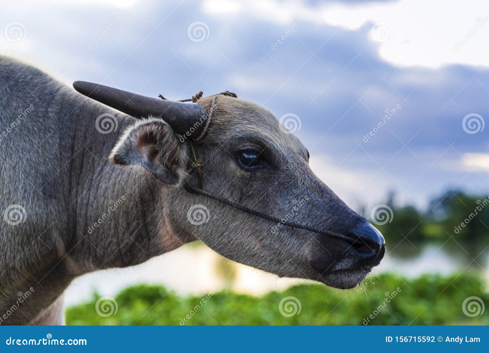 Small buffalo in vietnam stock photo. Image of buffalo - 156715592