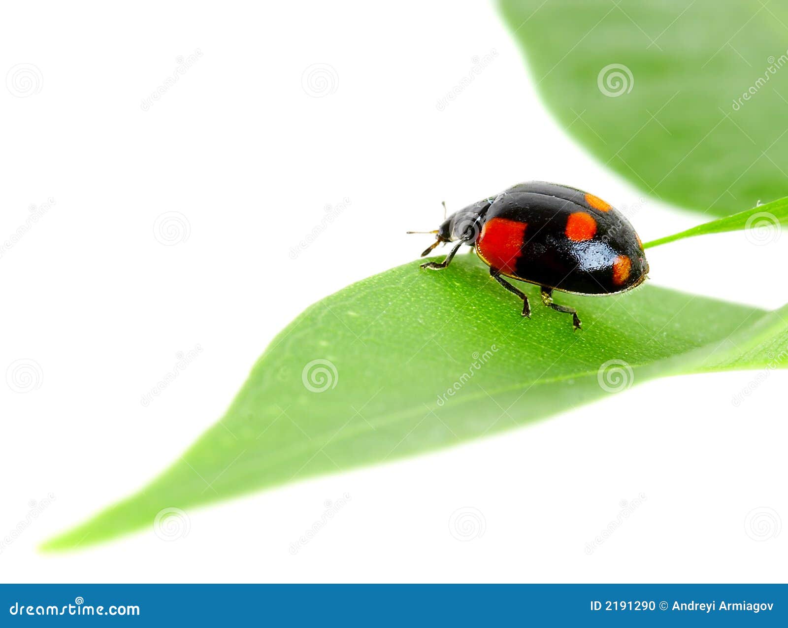 The small bug stock photo. Image of plant, ladybug, idyllic - 2191290