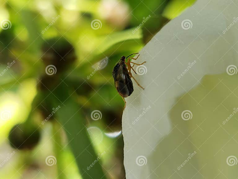 A Tiny Bug Crawling on a White Petal Stock Image - Image of discover ...