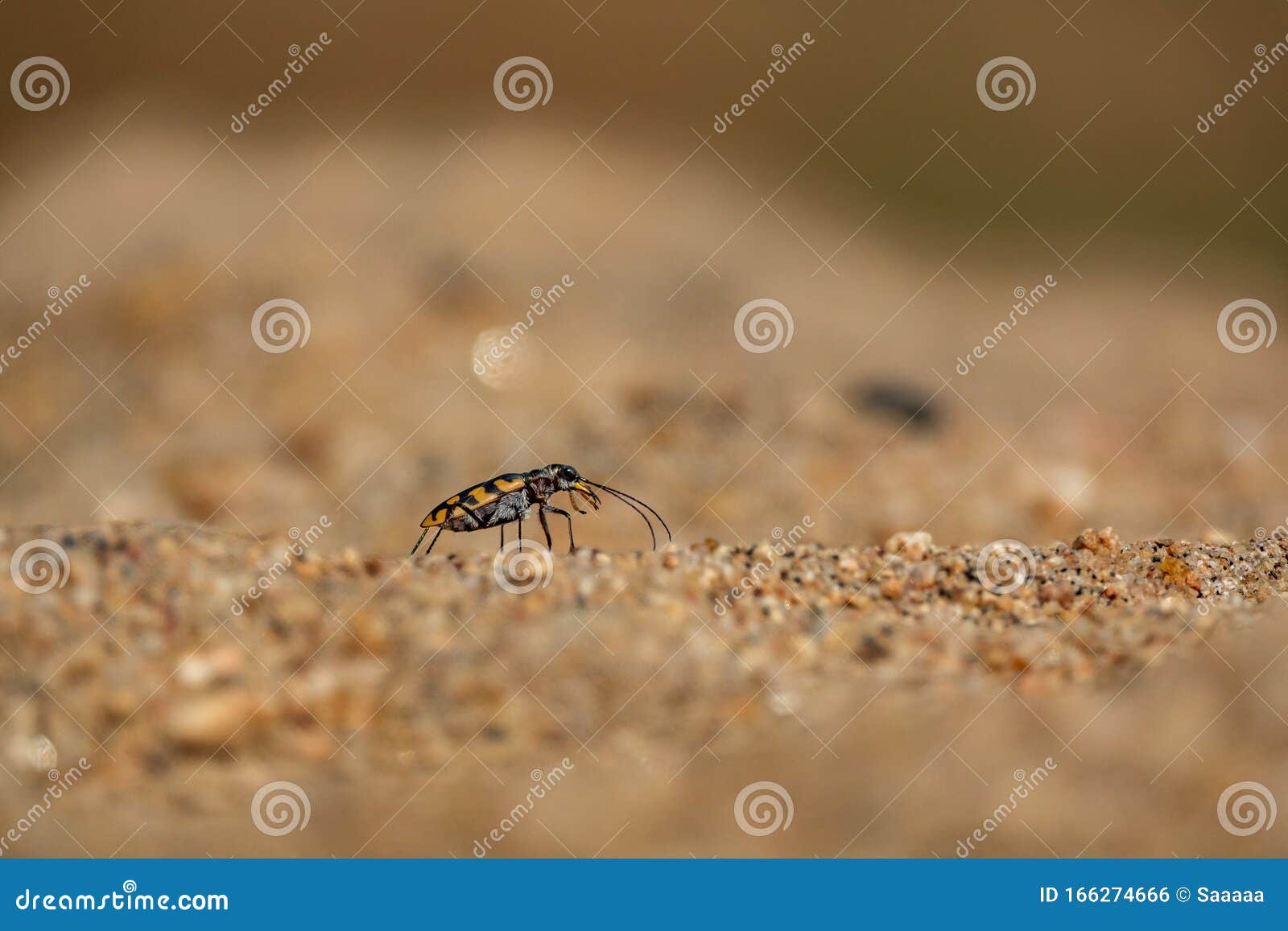 Small Bug Closeup Macro Over the Sand Grains Stock Photo - Image of ...