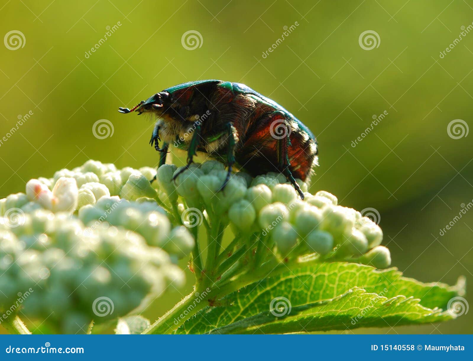 Small bug on a flower stock photo. Image of outside, animal - 15140558