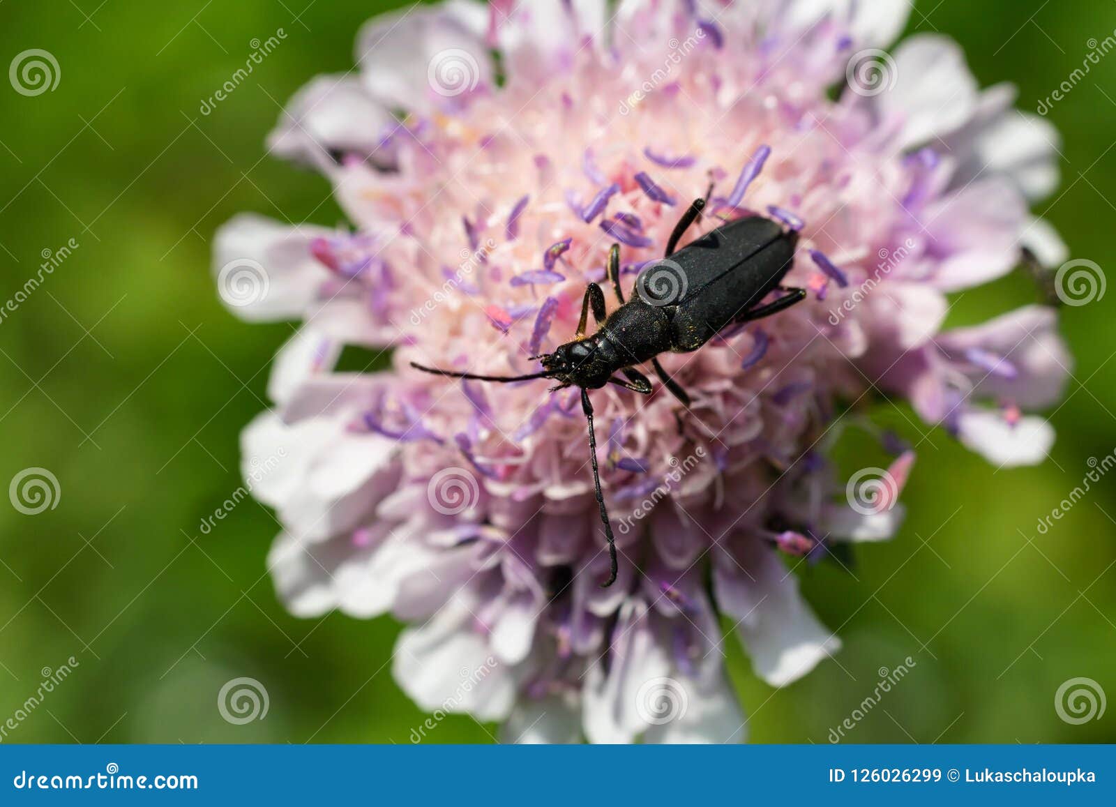 Small Bug on Flower Blossom, Macro Photo Stock Image - Image of bright ...