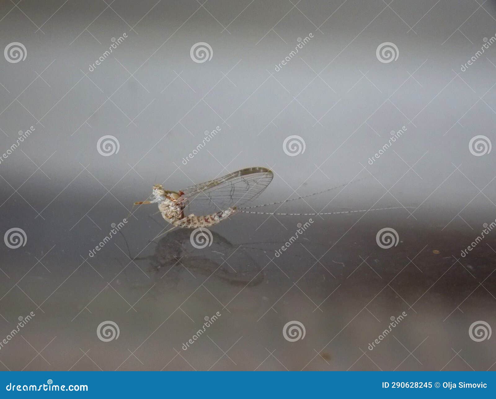 Small bug on the glass stock image. Image of insect - 290628245