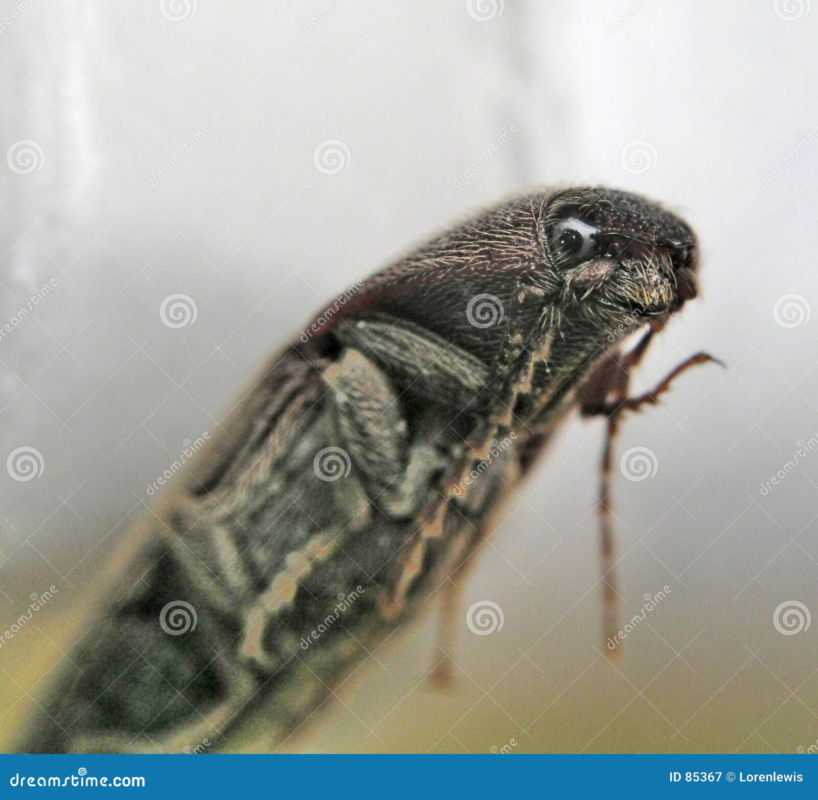 Small bug macro stock image. Image of nature, legs, detail - 85367
