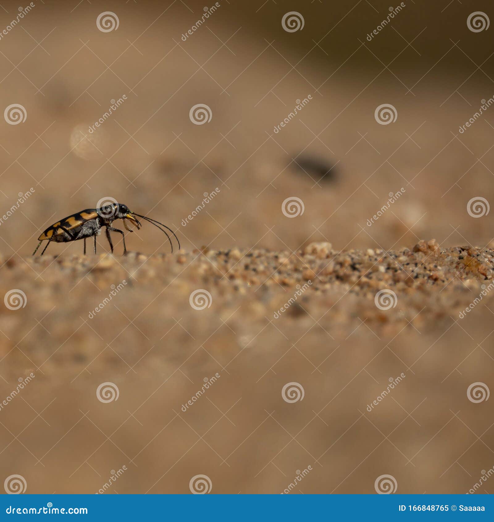 Small Bug Macro Over the Sand Grains Stock Image - Image of sand, head ...