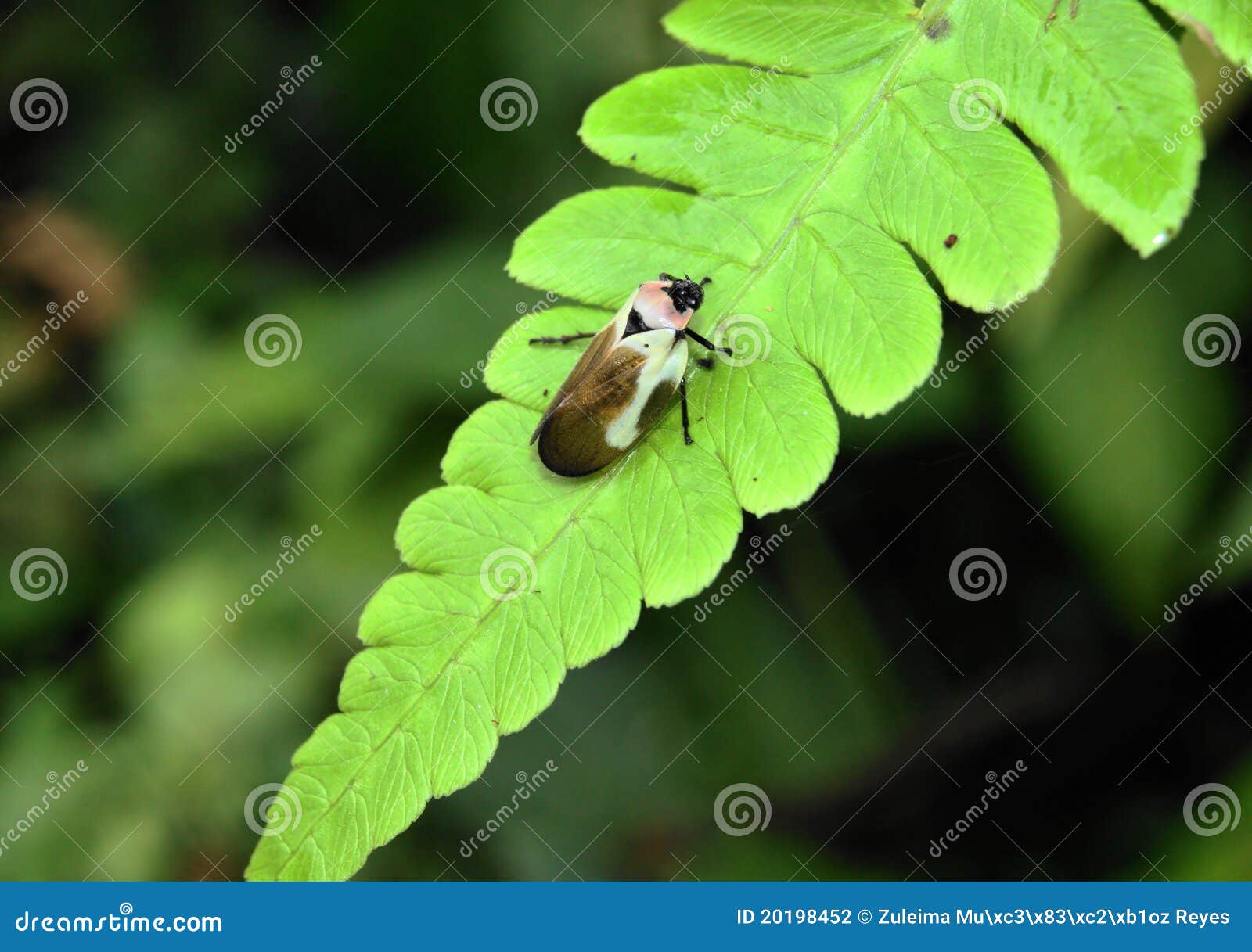 Small bug on a plant leaf stock photo. Image of wildlife - 20198452