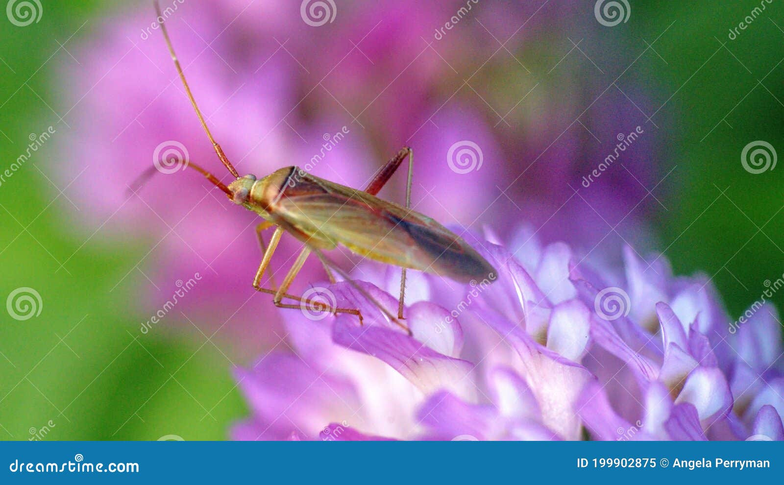 Small Bug on a Clover Flower Stock Image - Image of america, small ...