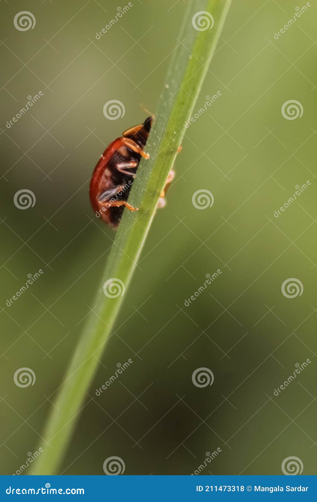 This is a Small Bug Sitting on a Grass Stock Photo - Image of flower ...