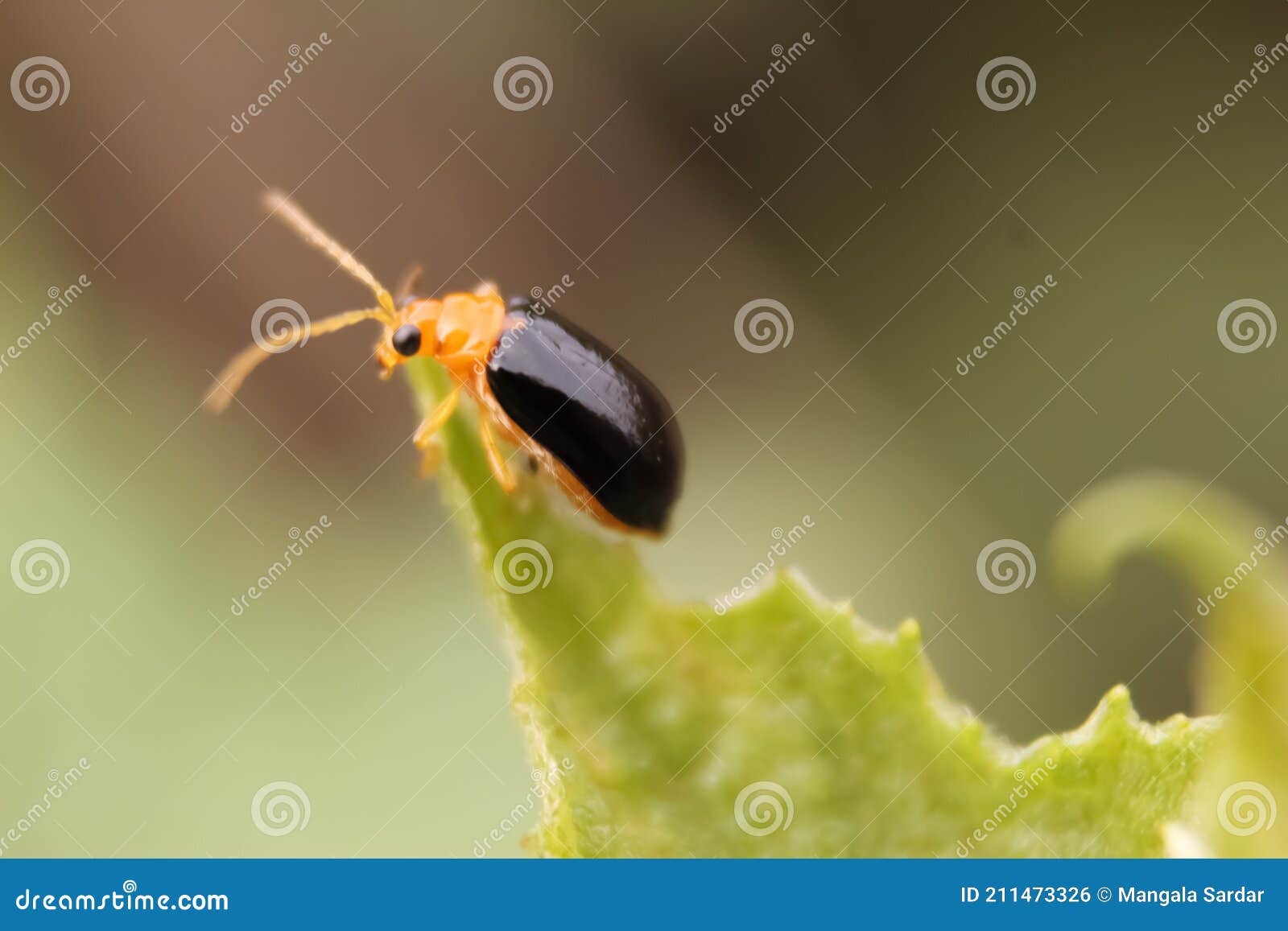This is a Small Bug Sitting on a Leaves Stock Photo - Image of beetle ...