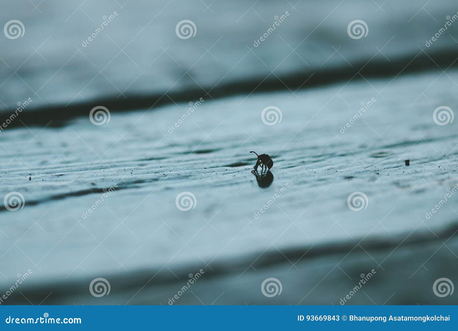 Small bug on the table stock image. Image of macro, green - 93669843