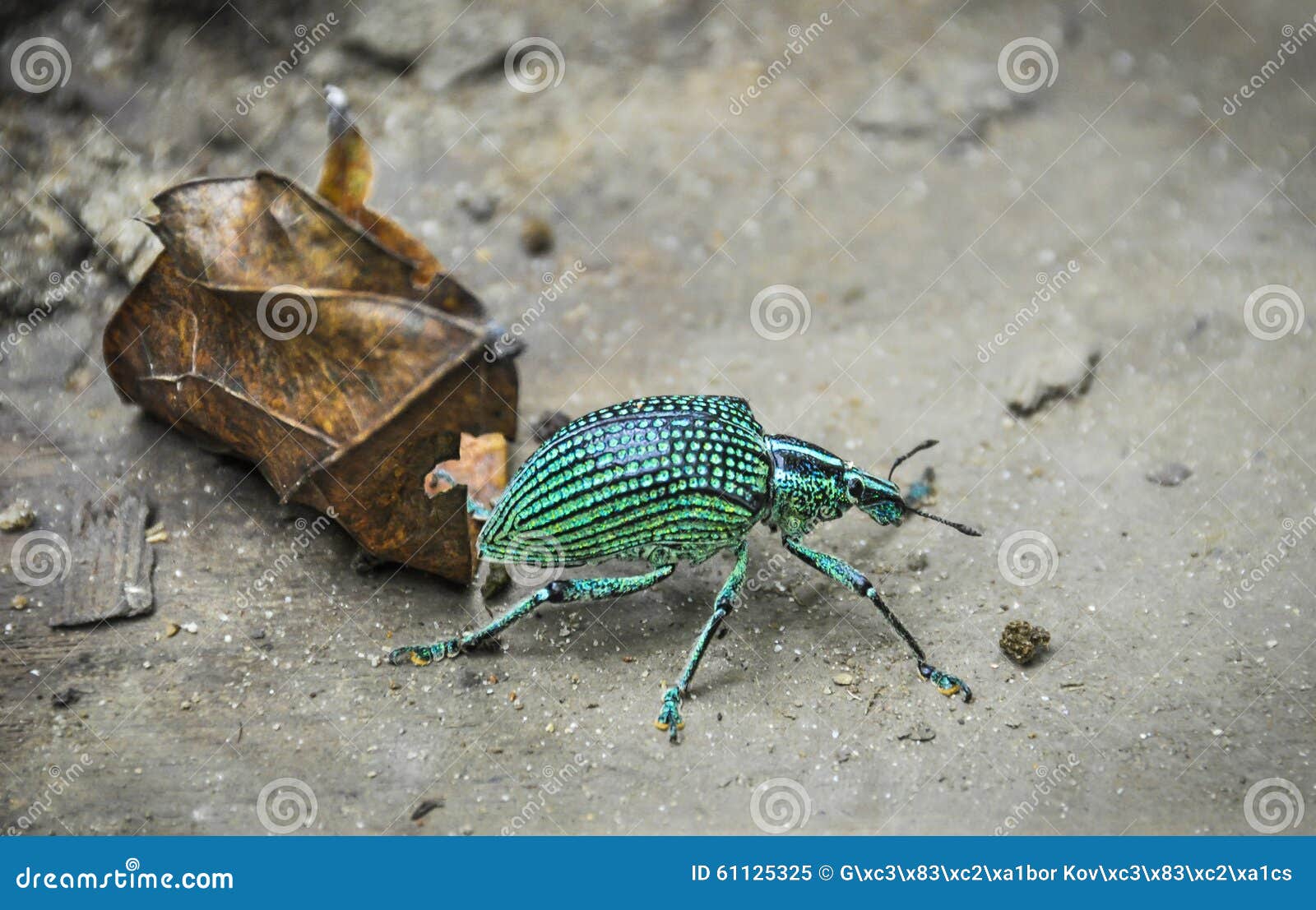 Small Bug in Trinidade, Paraty, Brazil Stock Image - Image of clouds ...