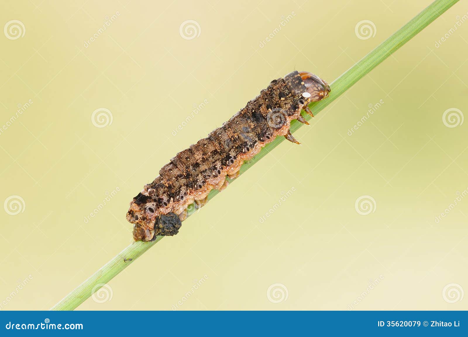 A small bug stock image. Image of detail, nectar, plant - 35620079