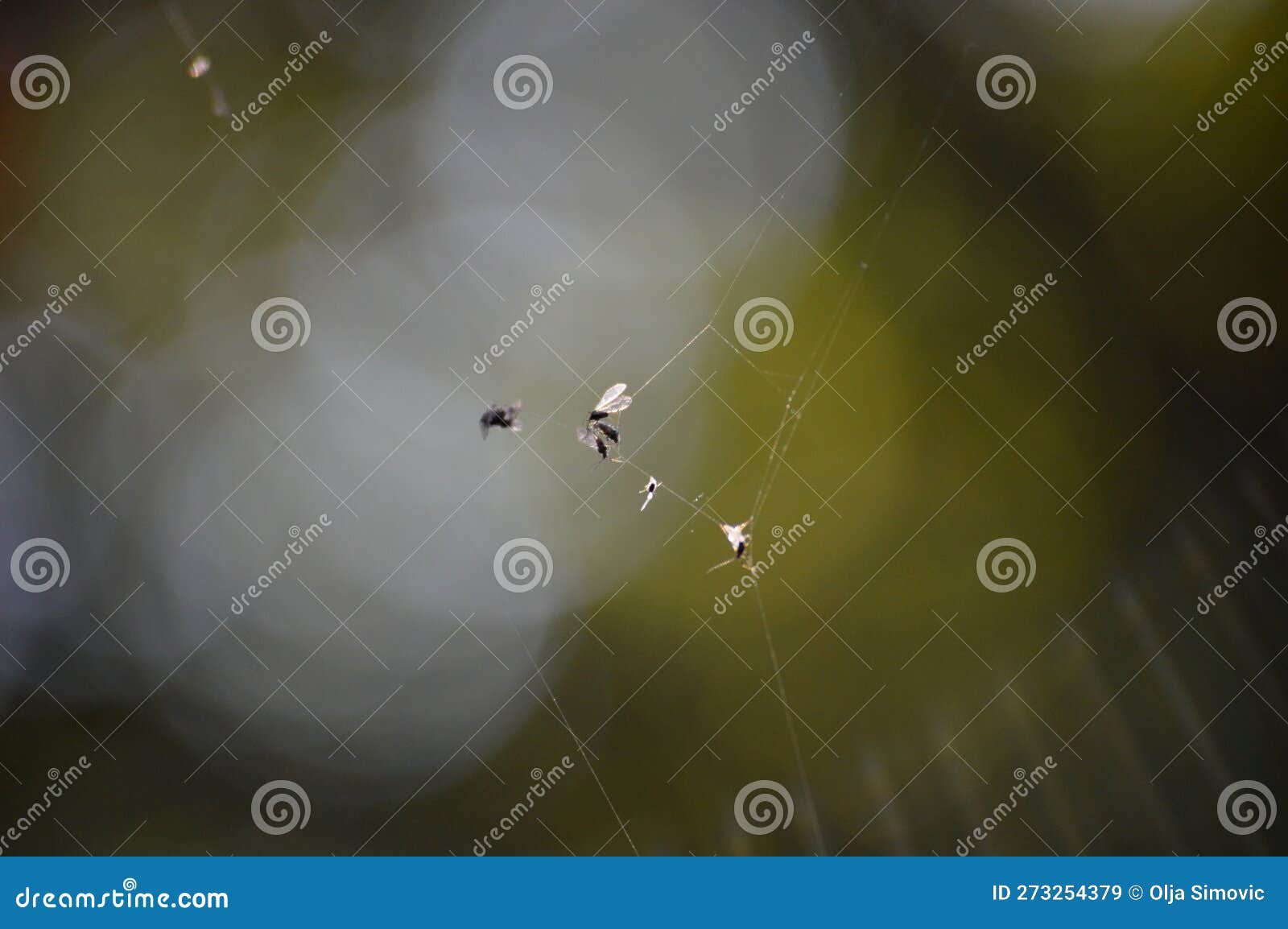 Small Bugs on a Spider S Web Stock Image - Image of invertebrate, light ...