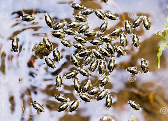 Small Bugs on the Surface of the Water Stock Image - Image of lake ...