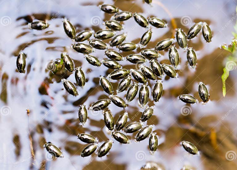 Small Bugs on the Surface of the Water Stock Image - Image of lake ...