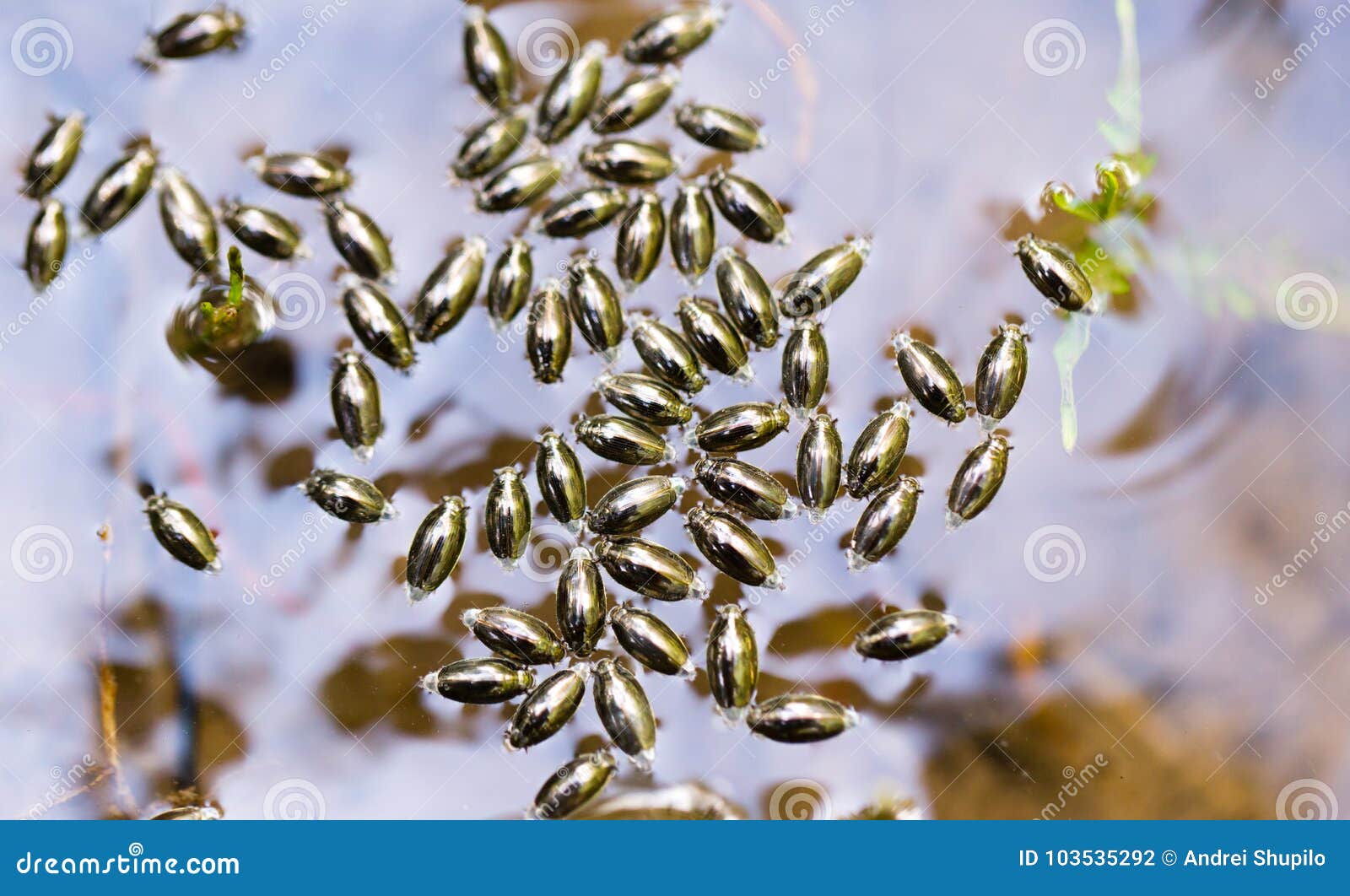Small Bugs on the Surface of the Water Stock Photo - Image of surface ...