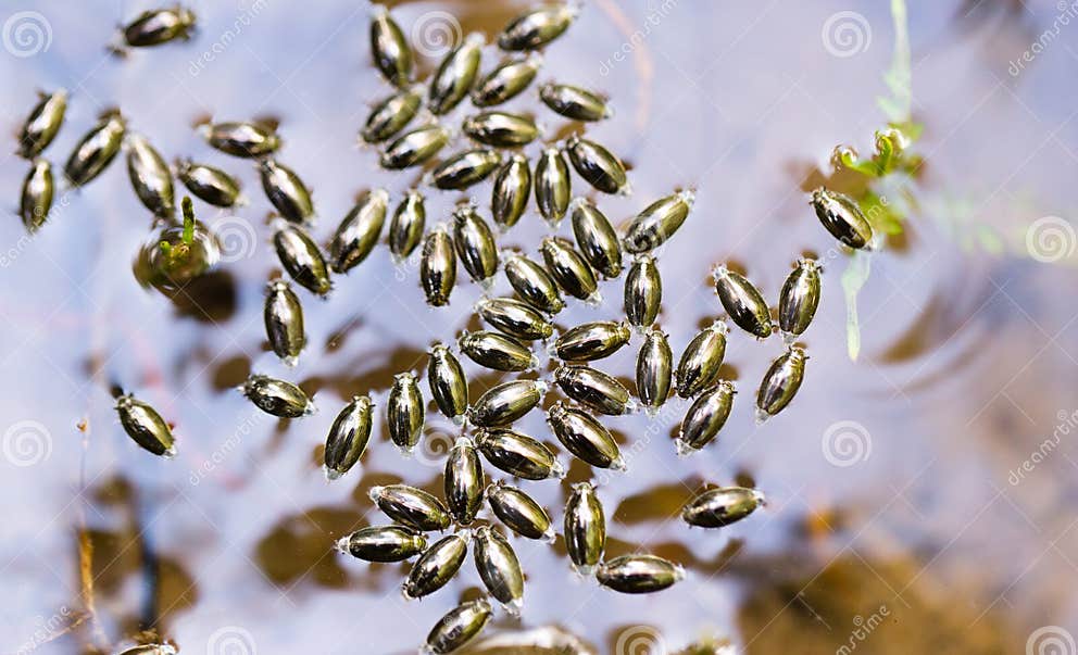 Small Bugs on the Surface of the Water Stock Photo - Image of surface ...