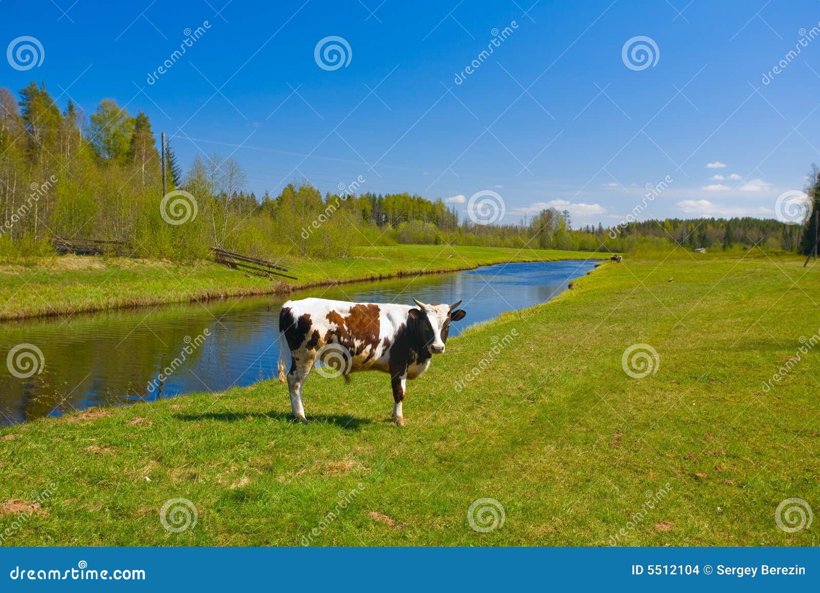 The small bull stock photo. Image of hoofed, mammal, domestic - 5512104