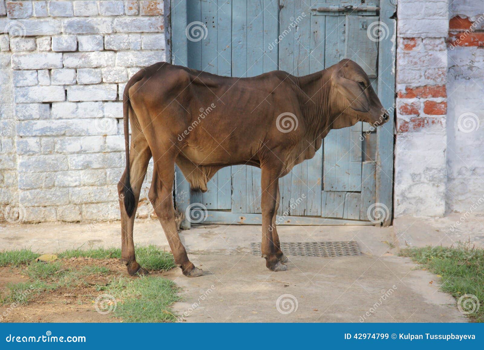 Small bull 2 stock image. Image of beautiful, head, adorable - 42974799