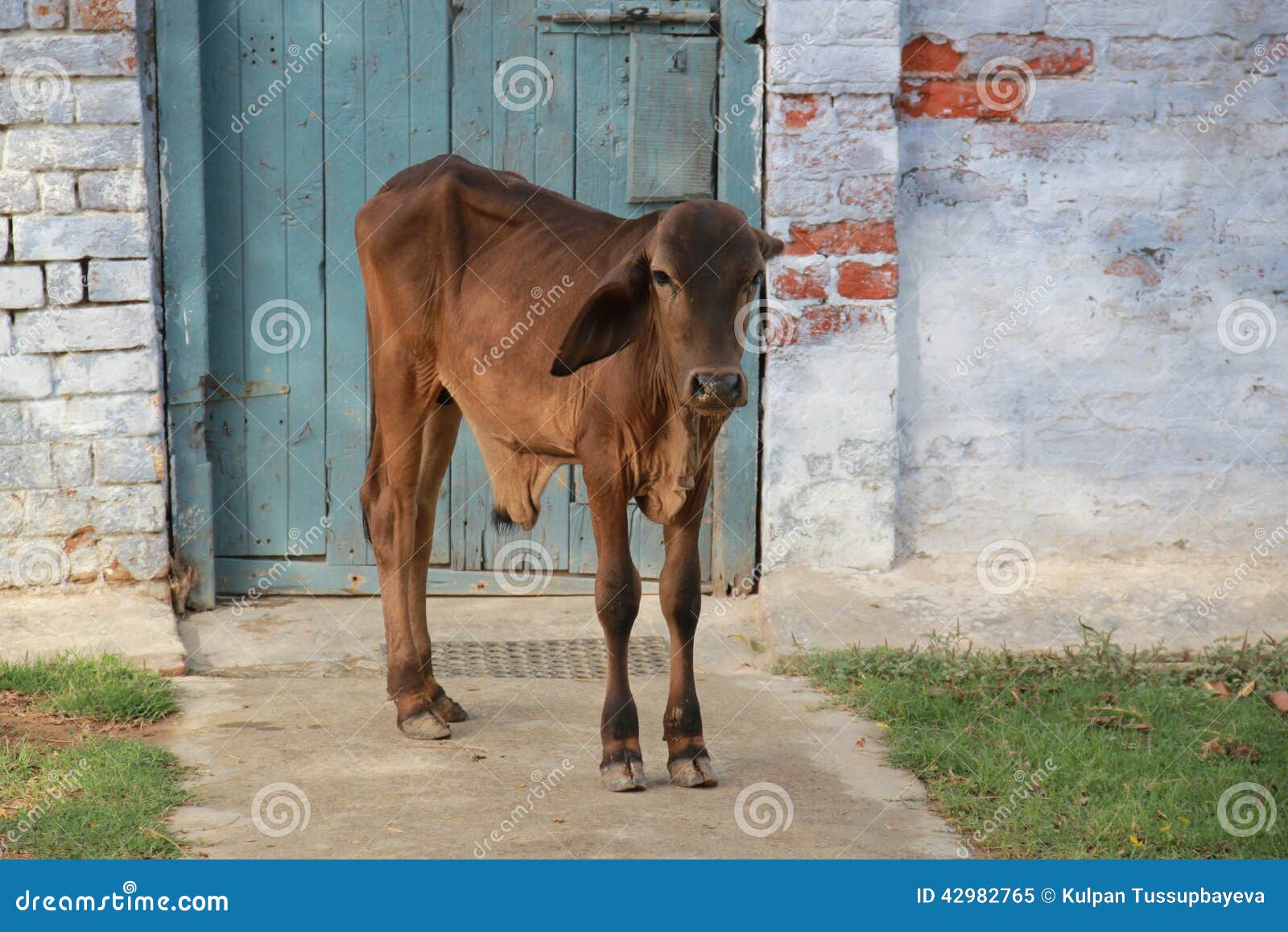 Small bull 4 stock image. Image of outdoors, bull, head - 42982765