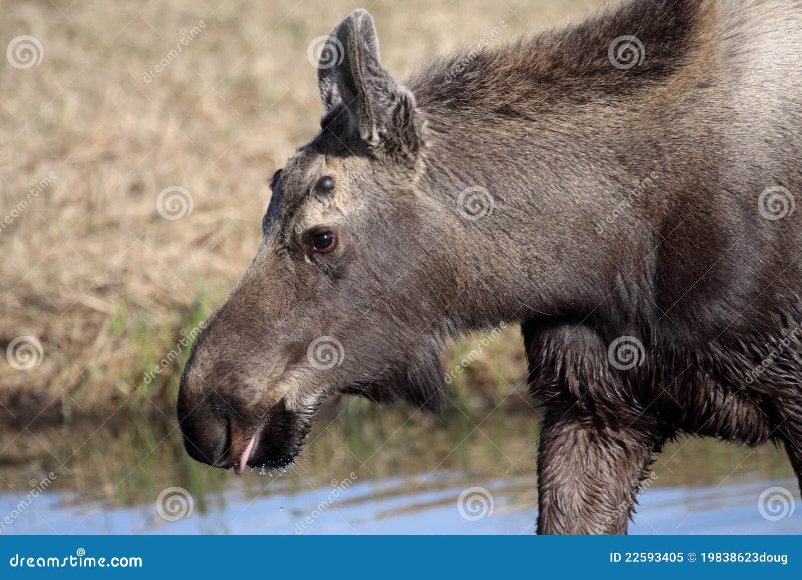 Smallest Bull In The World