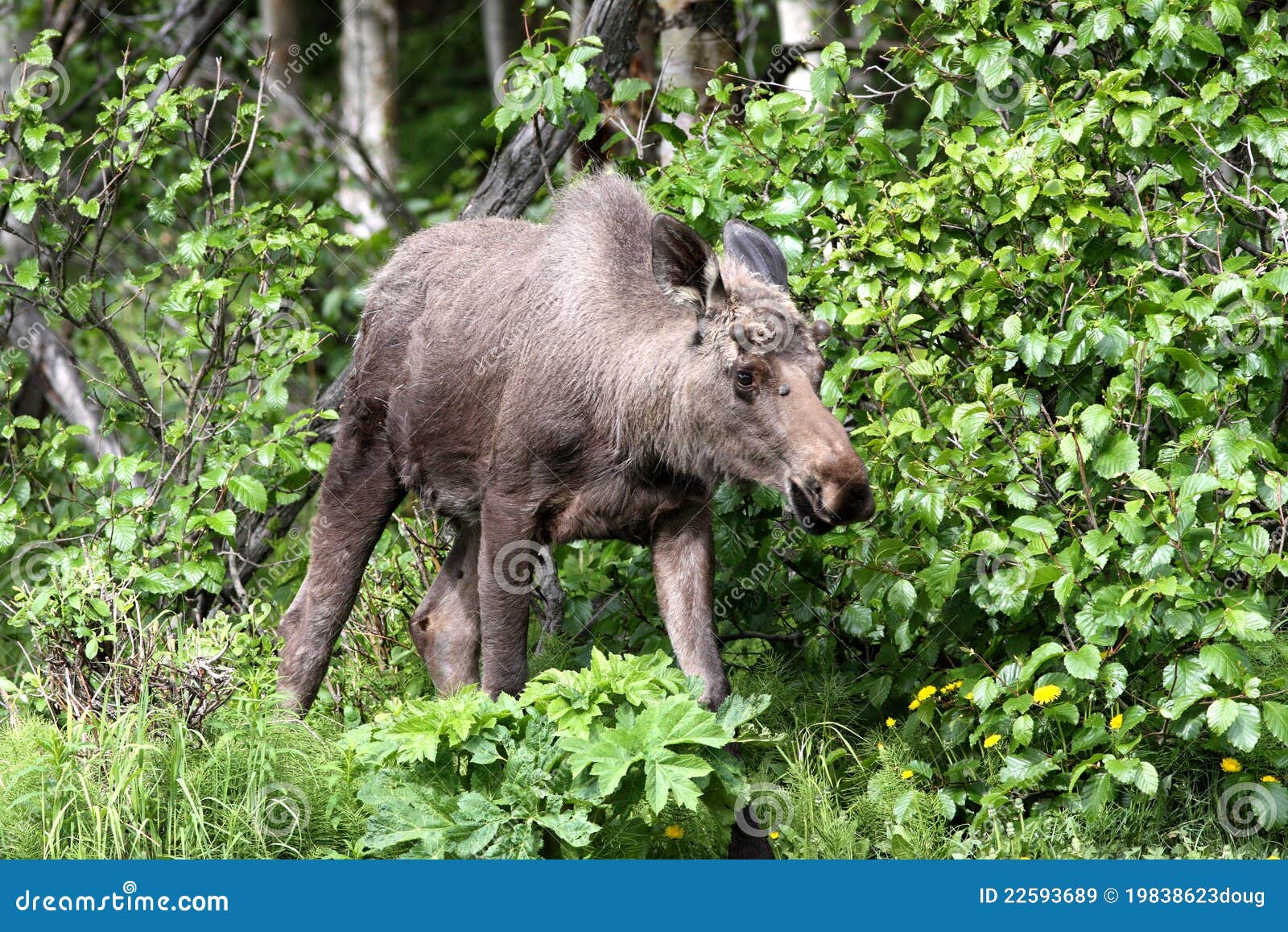 Small Bull Moose stock image. Image of trees, greenery - 22593689