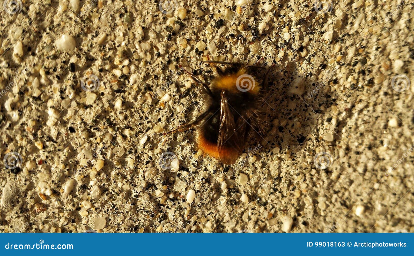 Small Bumblebee on Concrete Wall Stock Image - Image of summertime ...