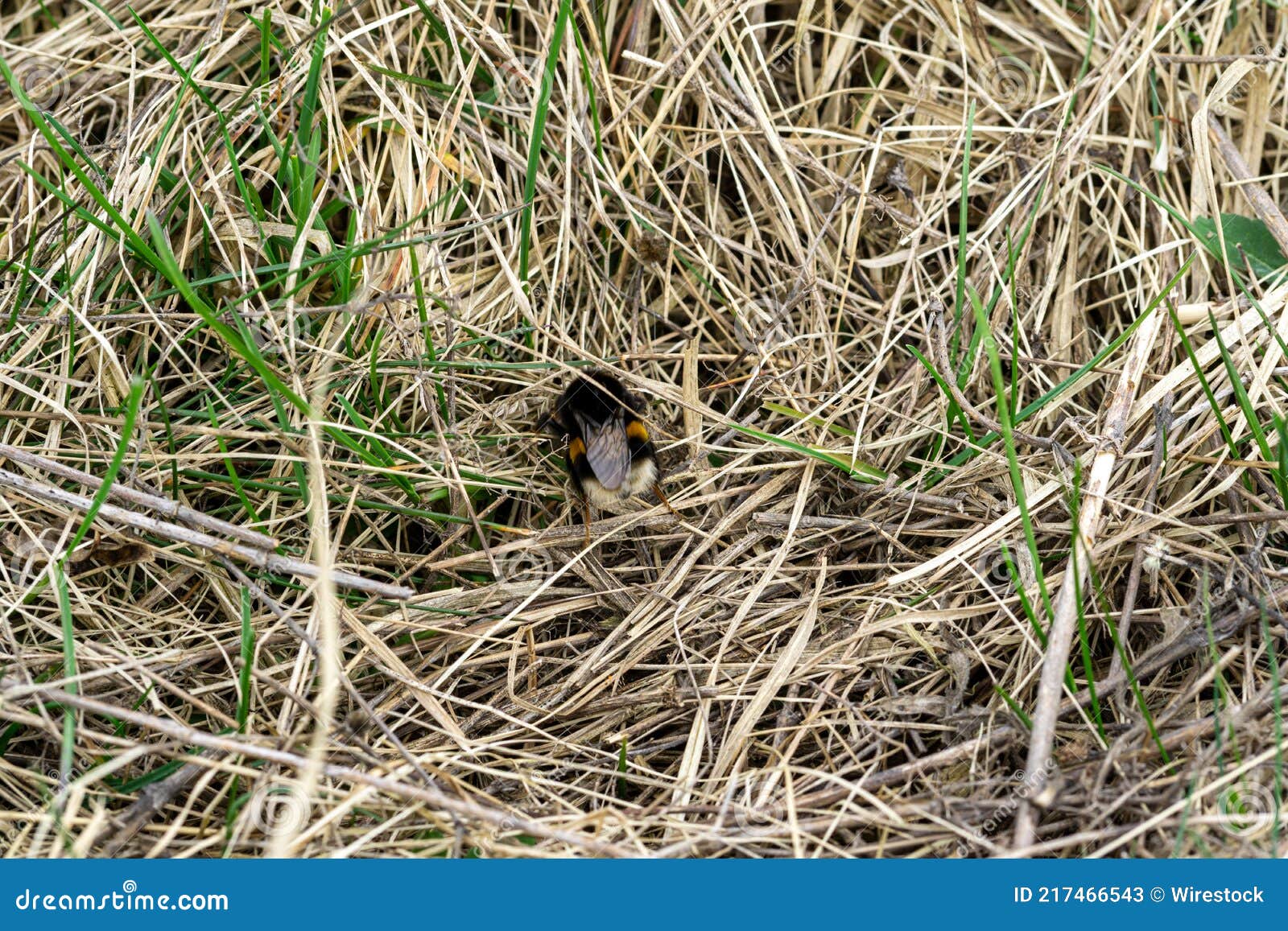 Small Bumblebee Hiding Beneath Blades of Grass and Dry Sticks on the ...