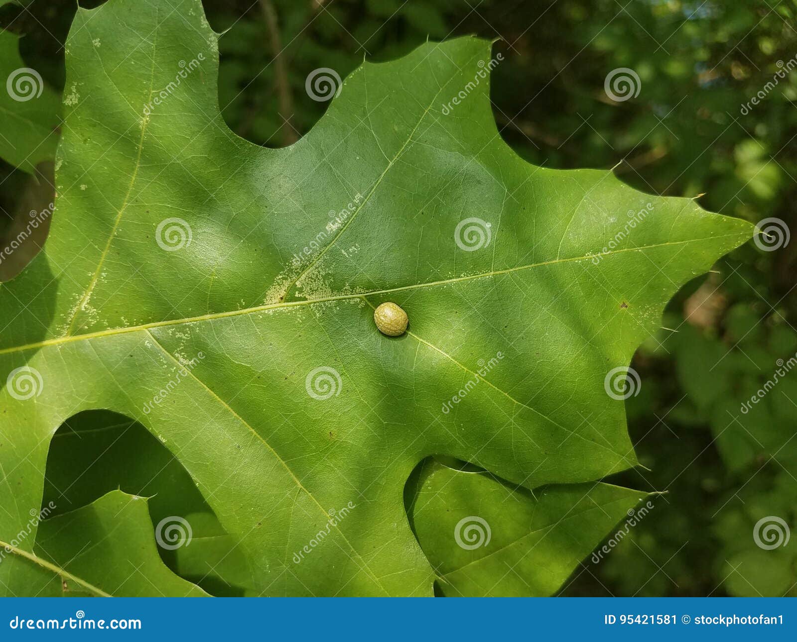 What Are The Bumps On Oak Leaves at Shelley Siegel blog