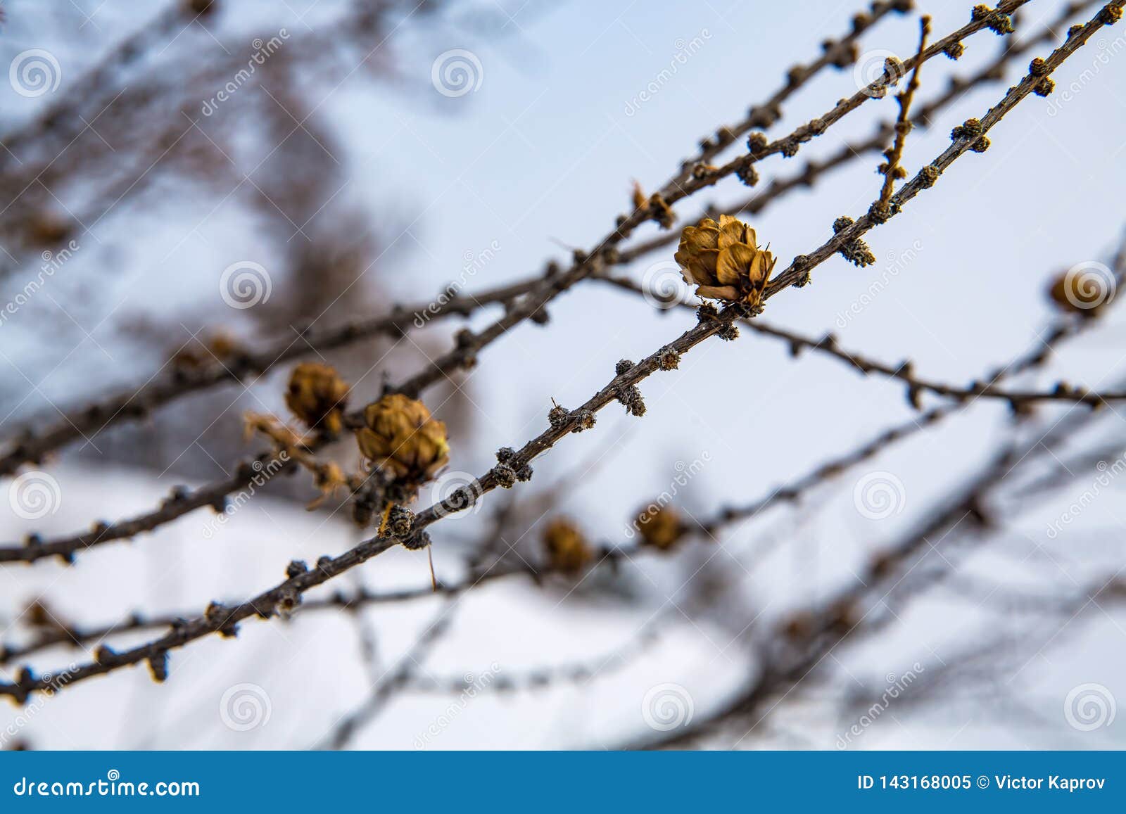Small Bumps on a Branch in Winter Stock Image - Image of december ...