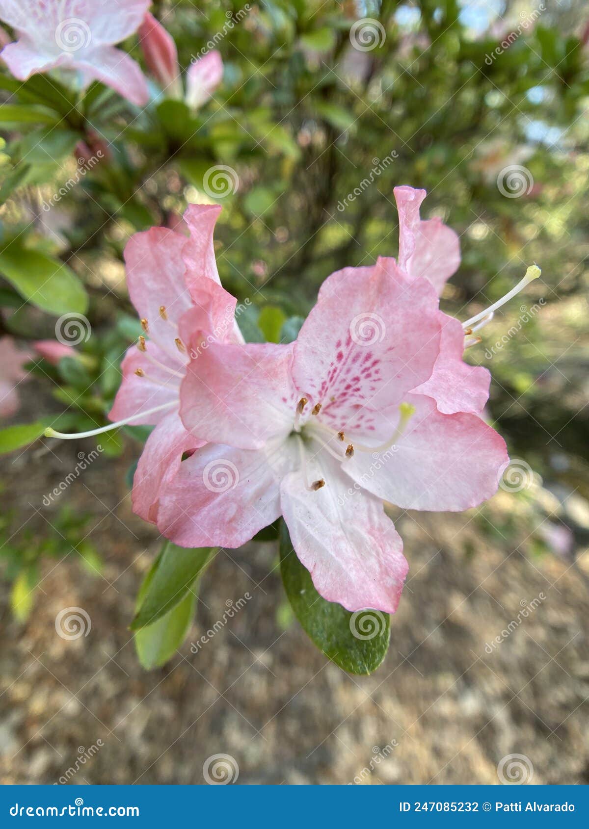 3 Azaelas stock photo. Image of away, azaleas, bunch - 247085232