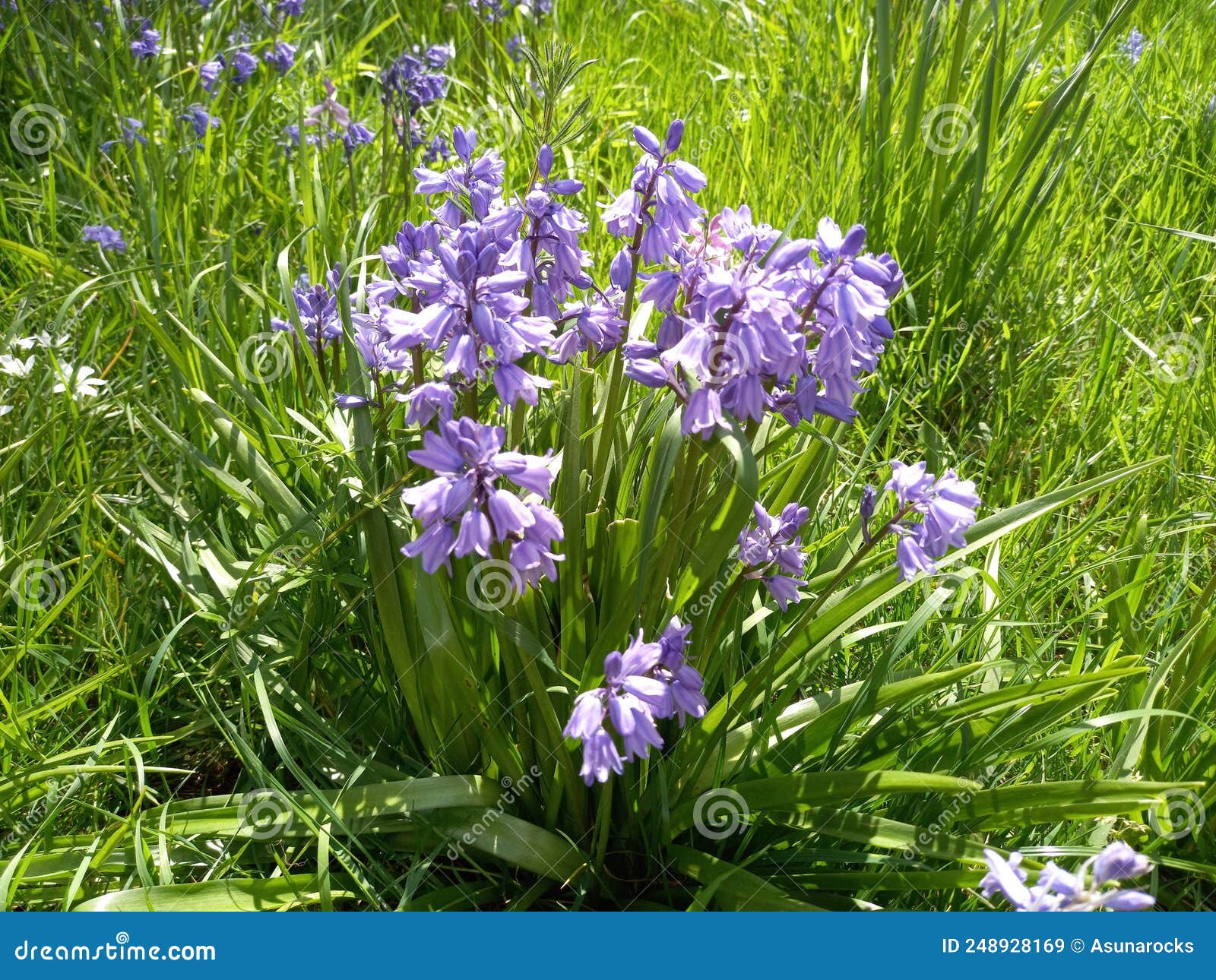 Small Bunch of Common Bluebells Hyacinthoides Non-scripta Stock Image ...