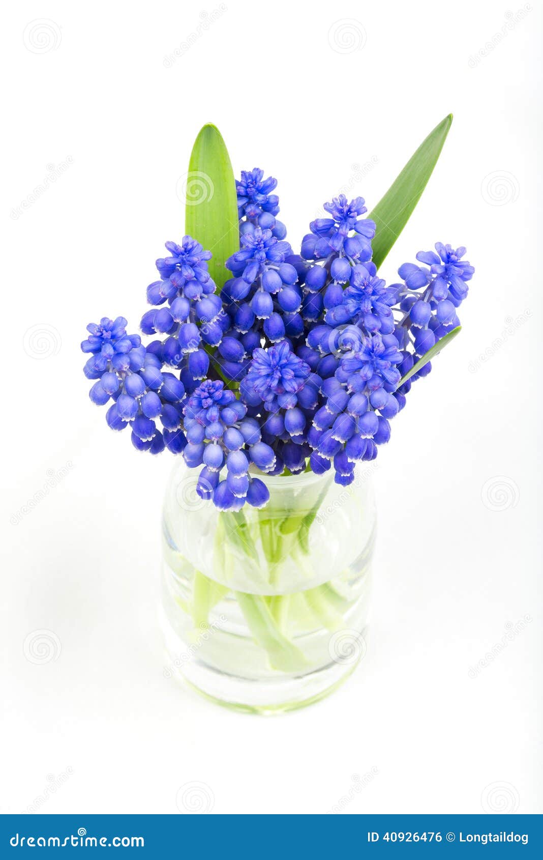 Small Bunch of Grape Hyacinths in the Vase Stock Photo - Image of ...