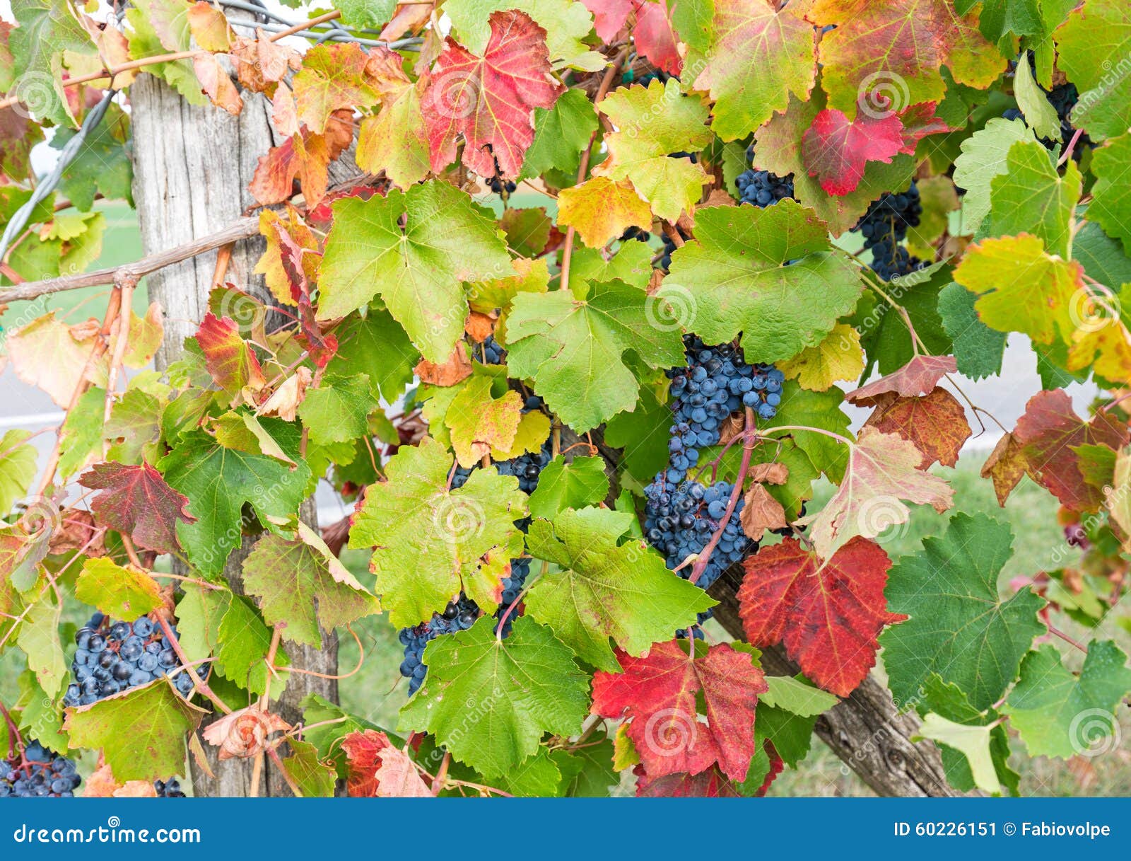 Small bunch of grapes stock image. Image of fall, grape - 60226151