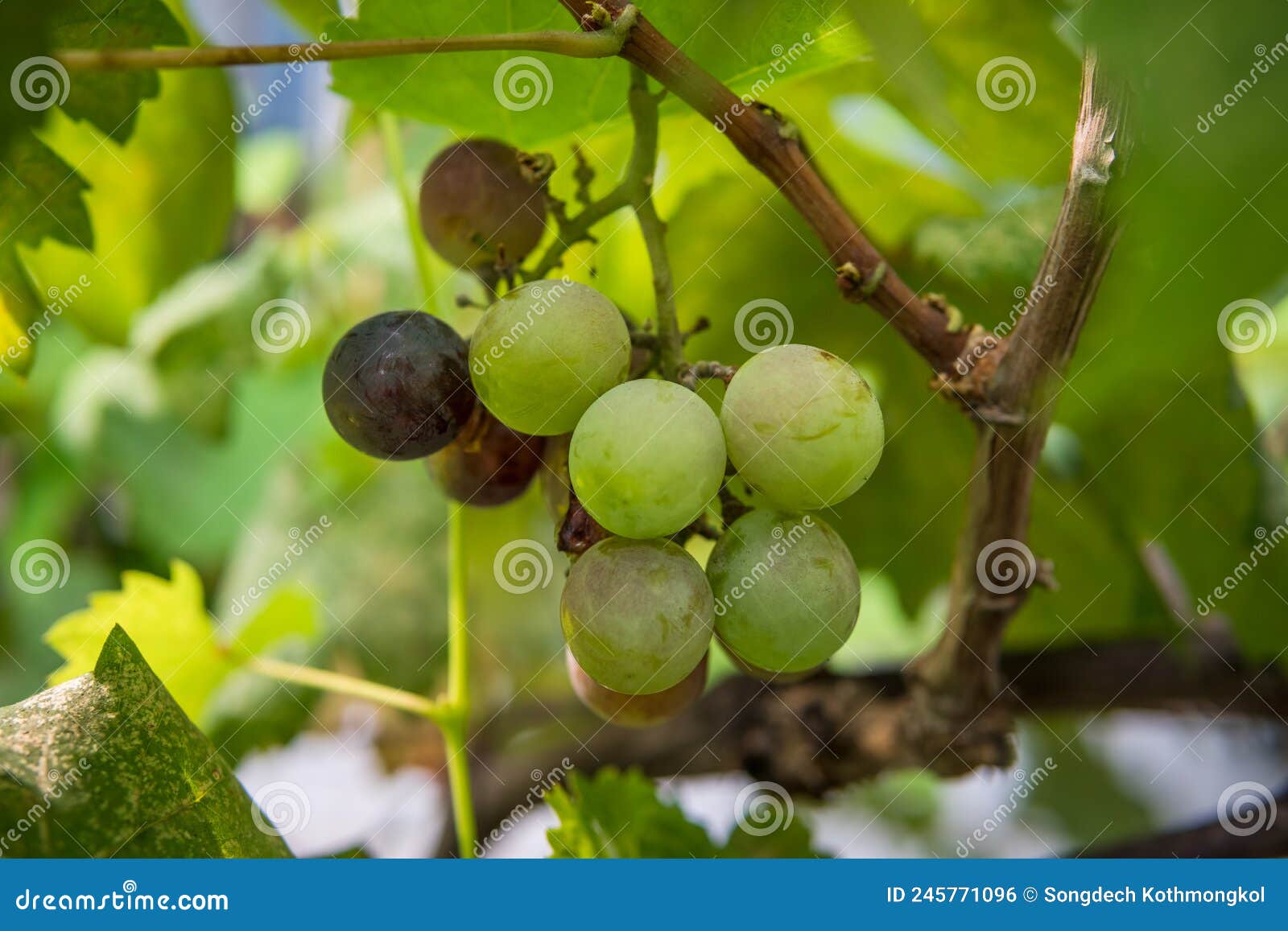 Fresh grapes on the tree stock photo. Image of branch - 245771096