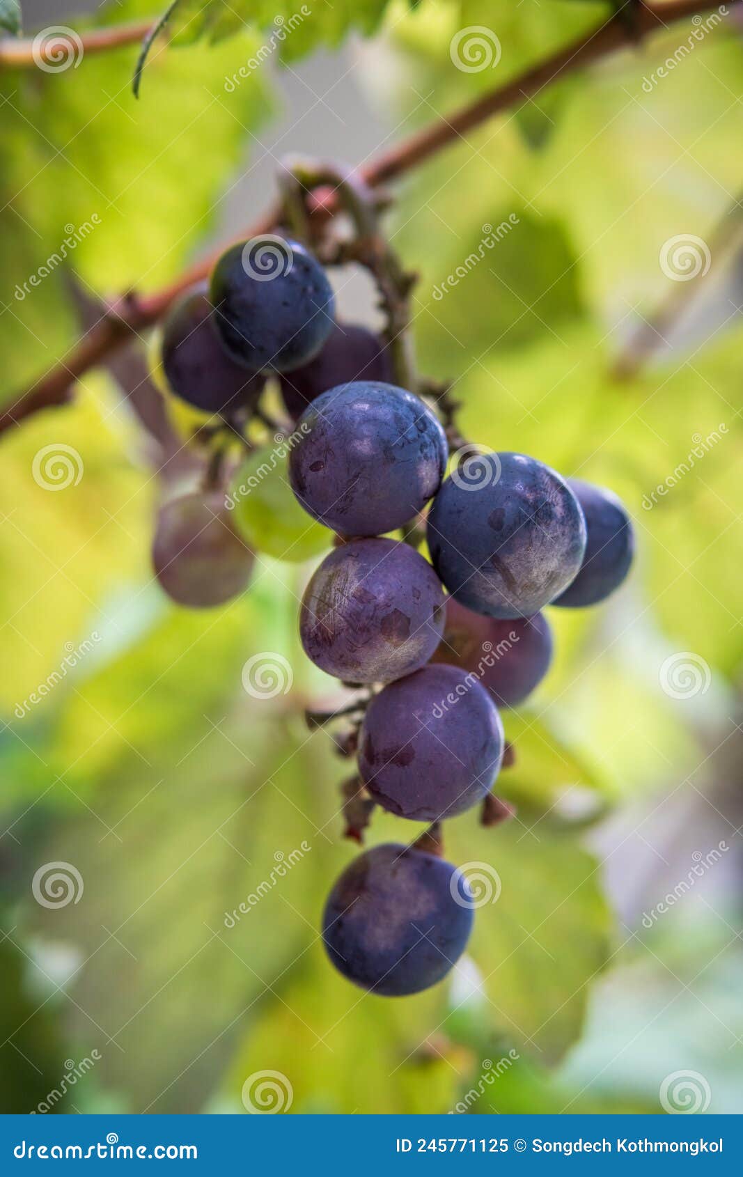 Fresh grapes on the tree stock image. Image of farming - 245771125
