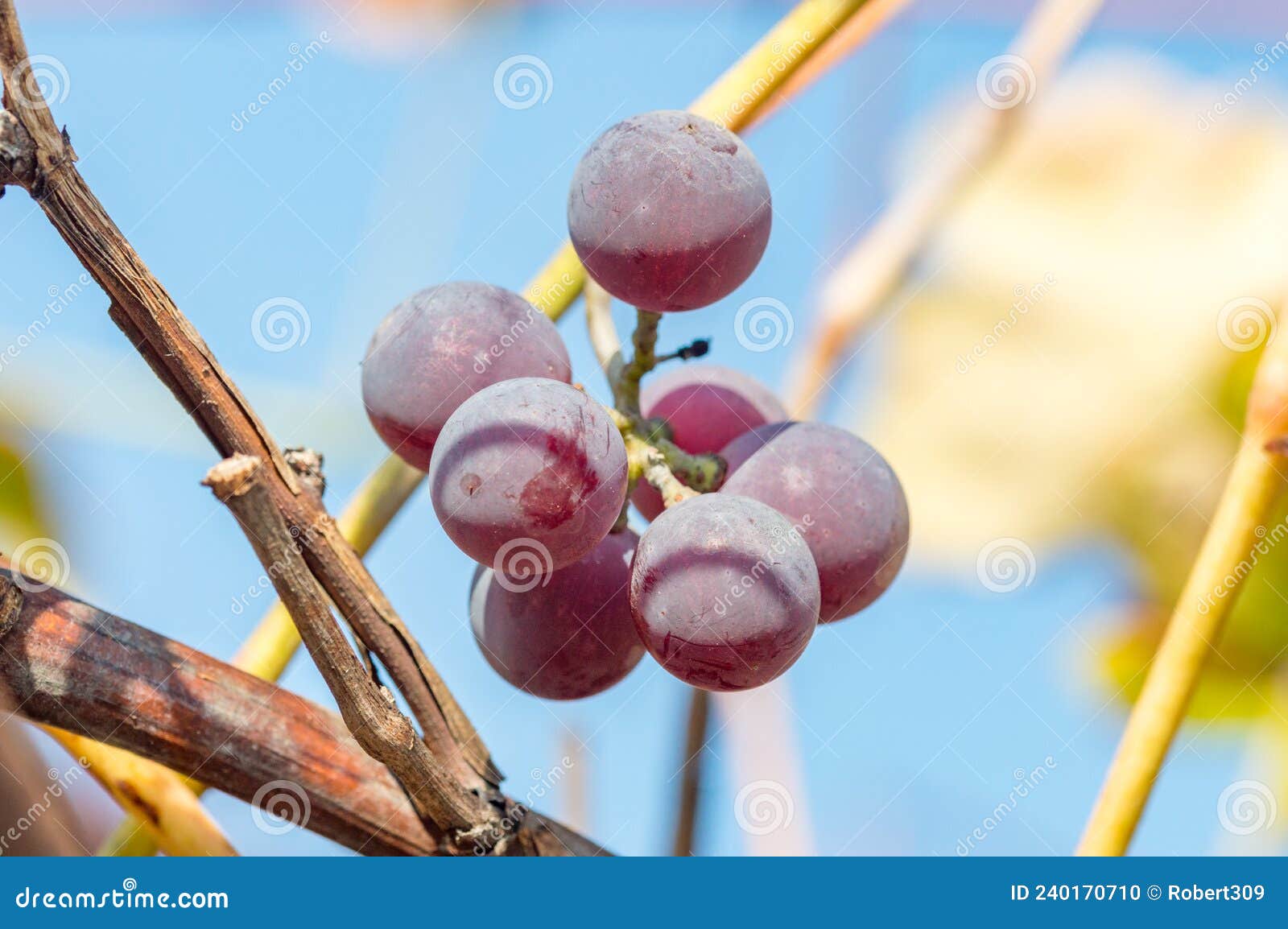 A Small Bunch of Grapes on a Vine Stock Photo - Image of natural ...