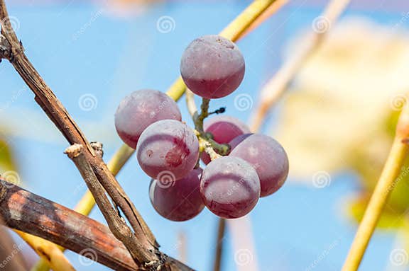 A Small Bunch of Grapes on a Vine Stock Photo - Image of natural ...