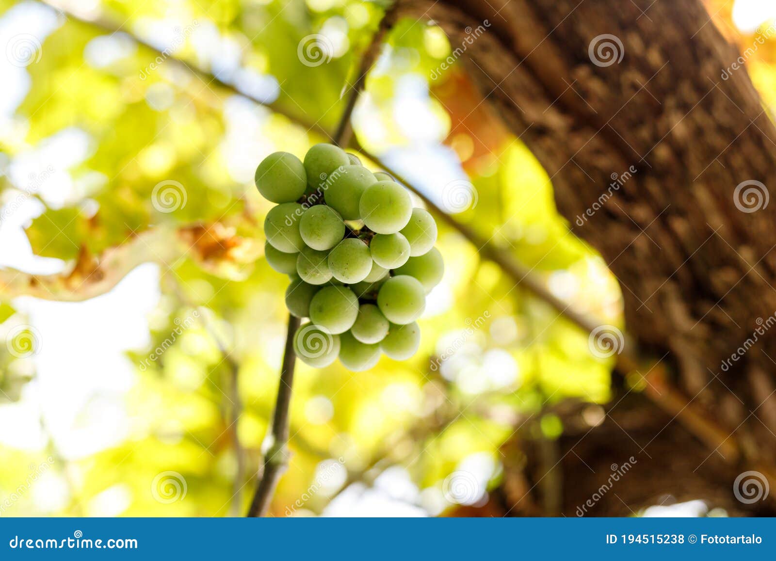 Small Bunch of Green Grapes in the Vine Stock Photo - Image of autumn ...