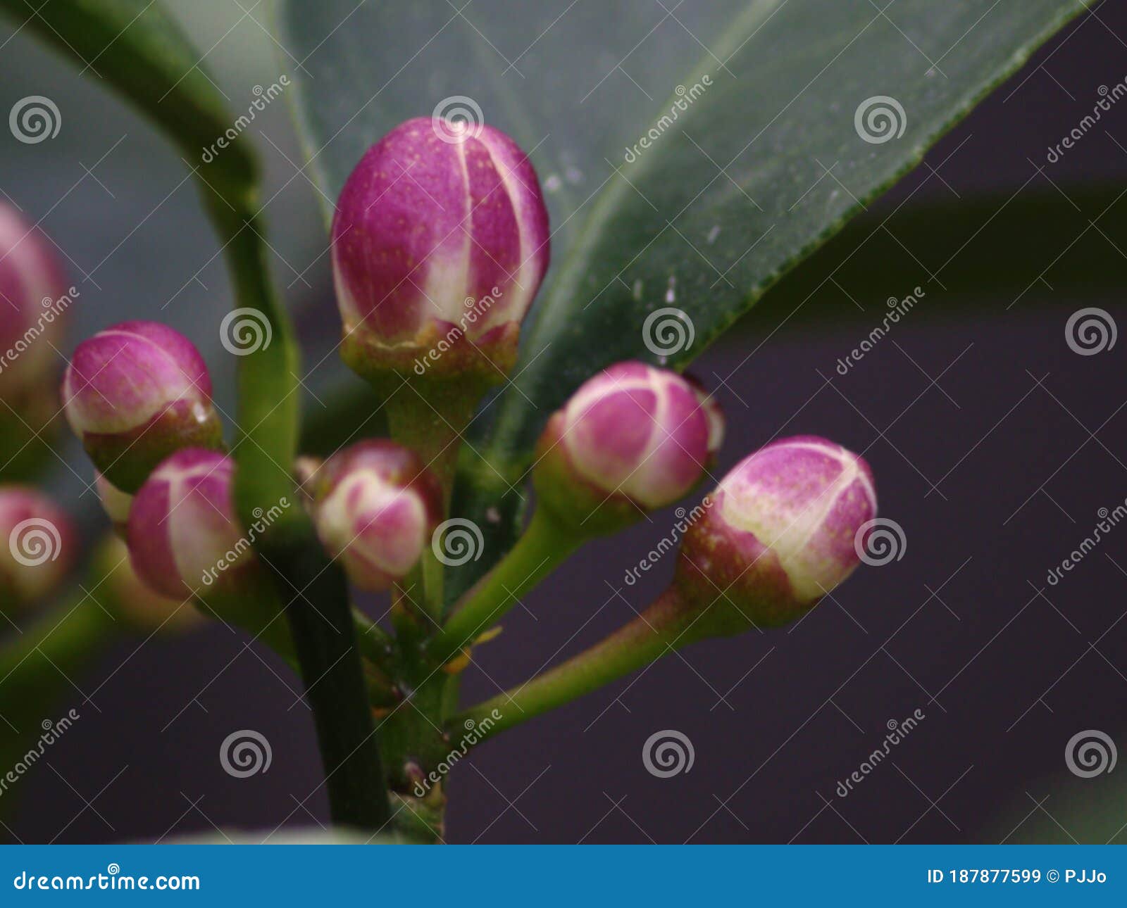 Pink buds of lemon tree stock image. Image of flowers - 187877599