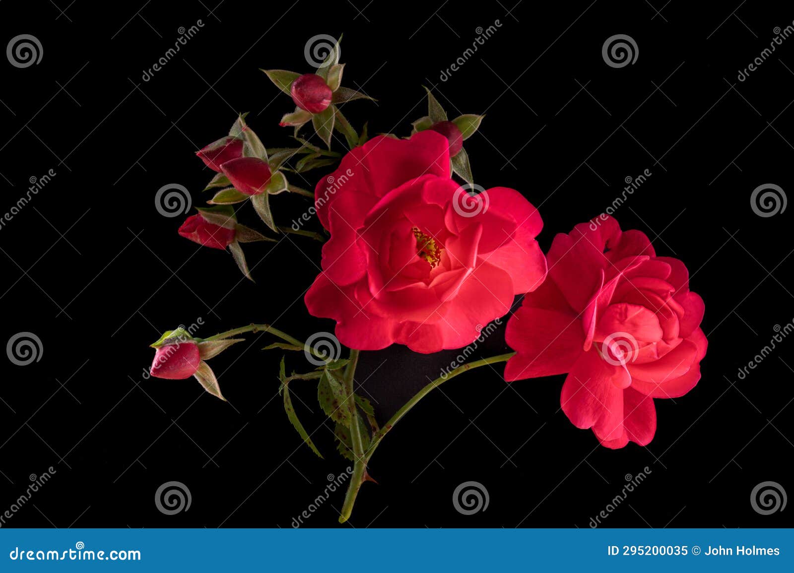 A small bunch Red Roses stock image. Image of blossom - 295200035