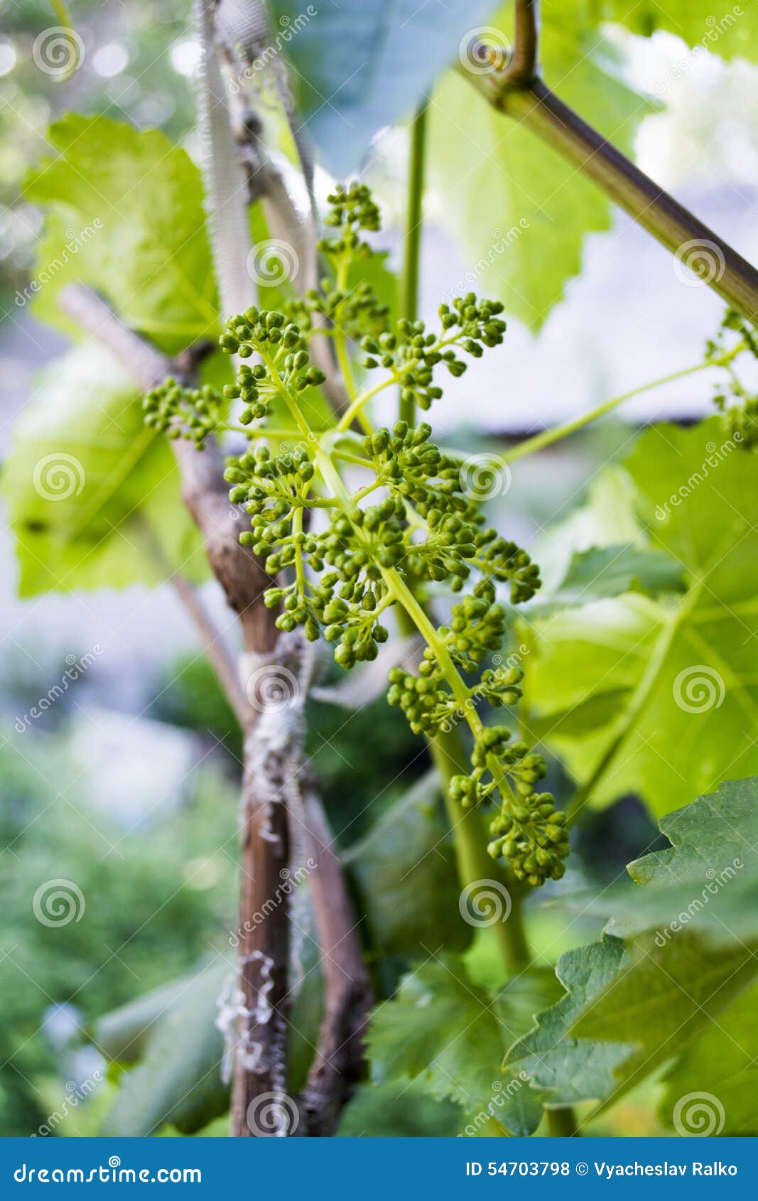 Small bunches of grapes stock photo. Image of grains - 54703798