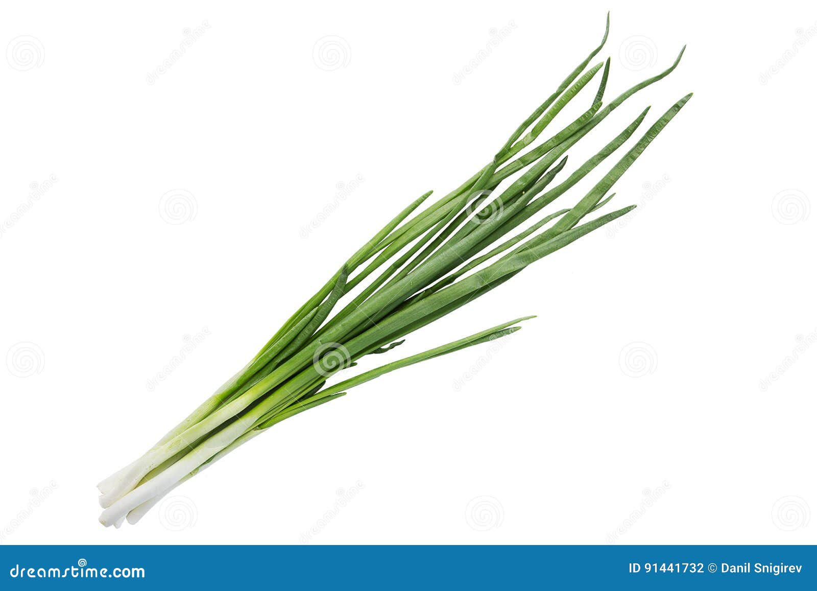 Small Bundle of Washed Fresh Green Onions with Long Stems and Tiny ...