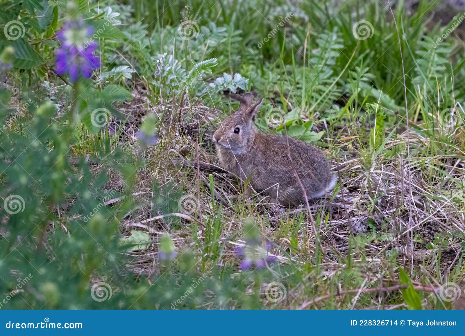 Small Bunny Rabbit Sitting in Weed in Spring Stock Photo - Image of ...