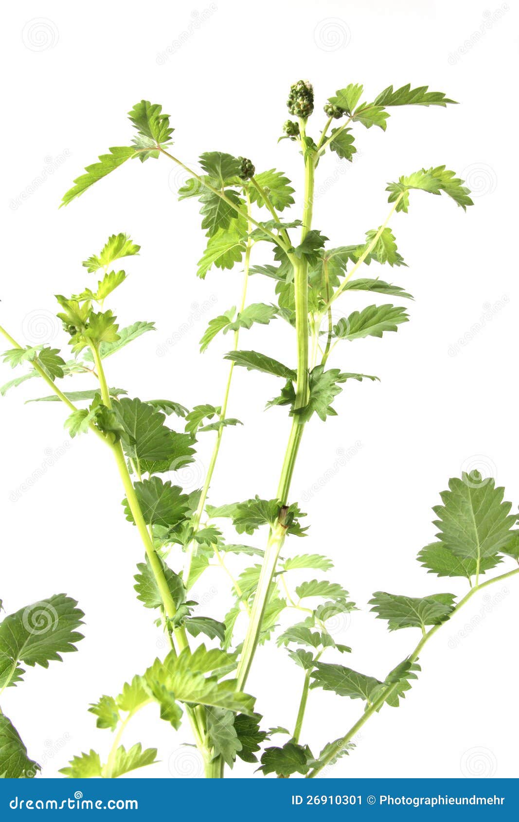 Small Burnet (Sanguisorba Minor) Stock Image - Image of leaf, copy ...