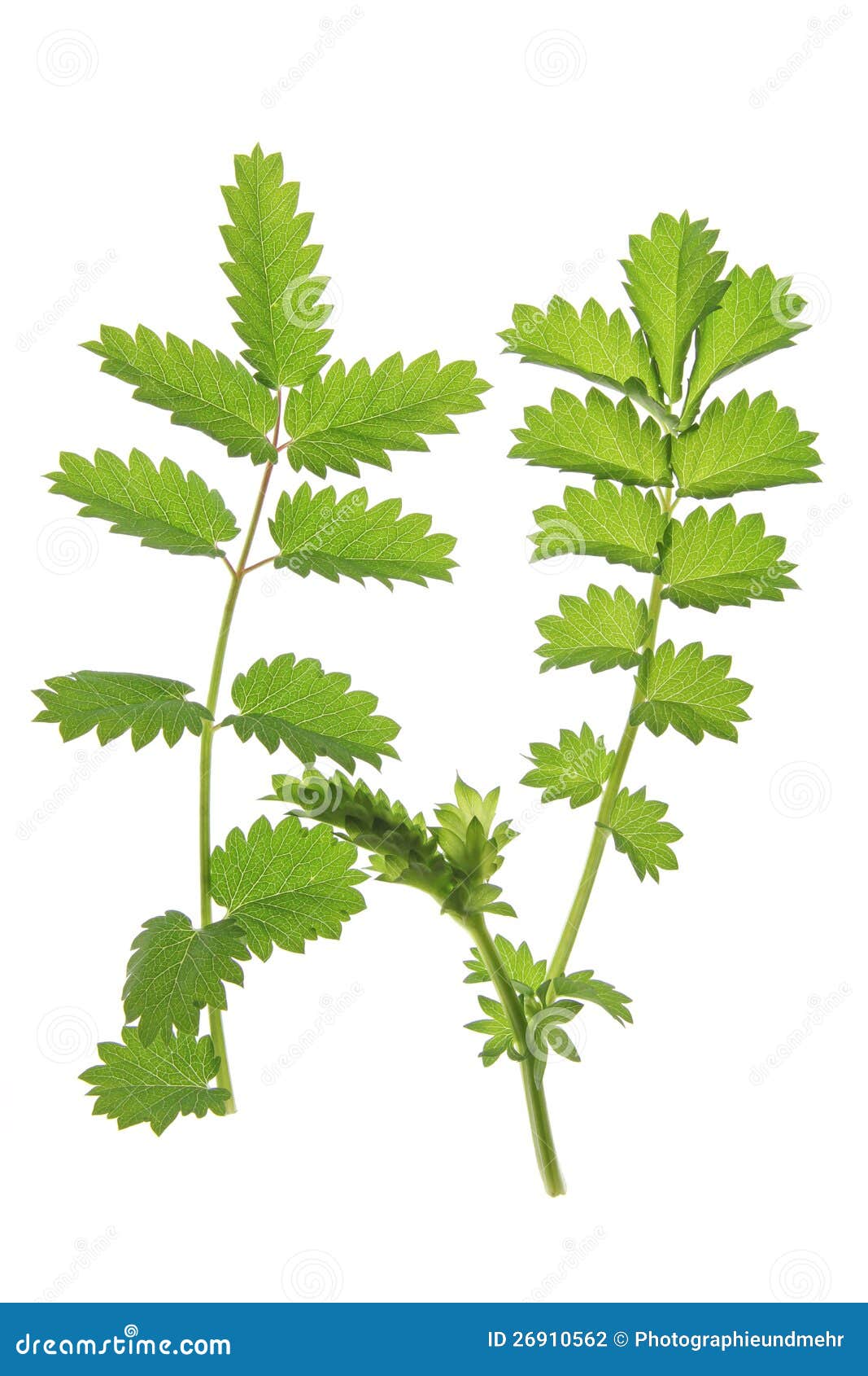 Small Burnet (Sanguisorba Minor) Stock Photo - Image of herb, rosaceae ...