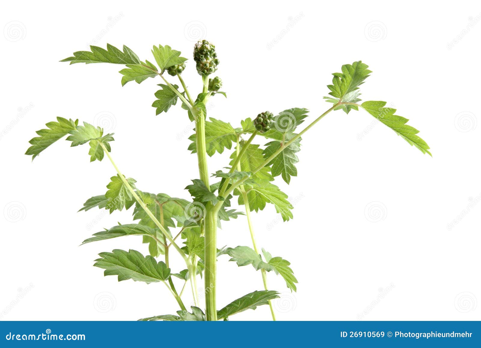 Small Burnet (Sanguisorba Minor) Stock Image - Image of burnet, small ...