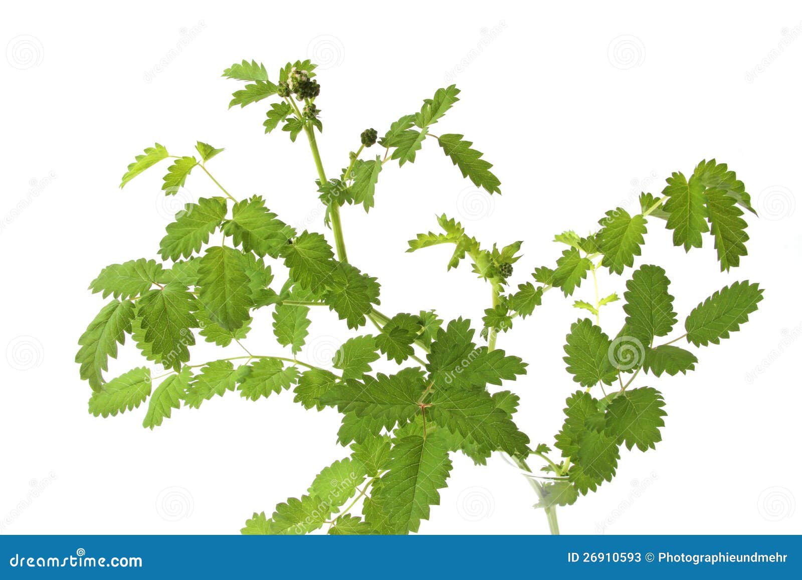 Small Burnet (Sanguisorba Minor) Stock Image - Image of meadow ...