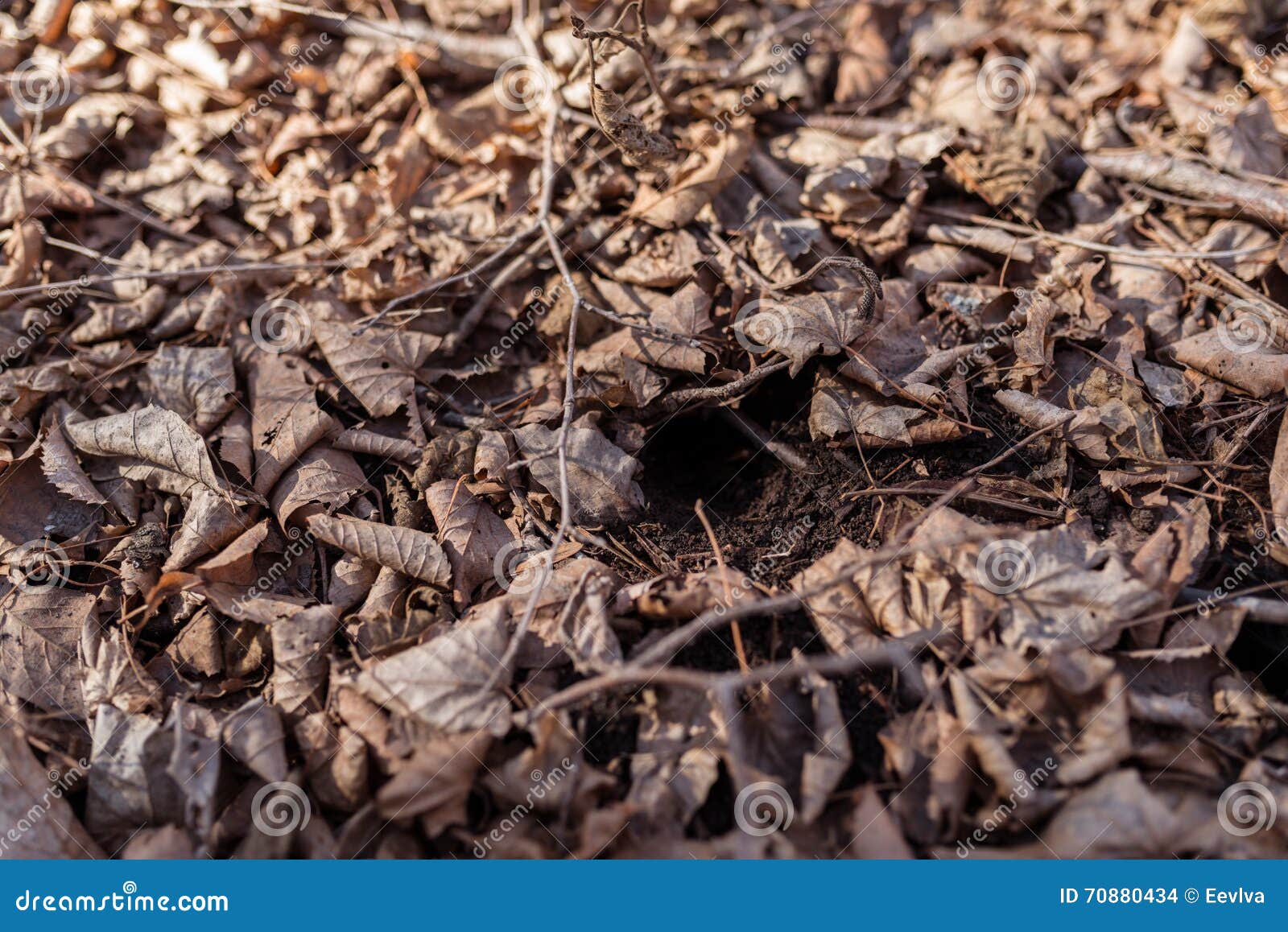 Small burrow in forest. stock photo. Image of earth, wood - 70880434